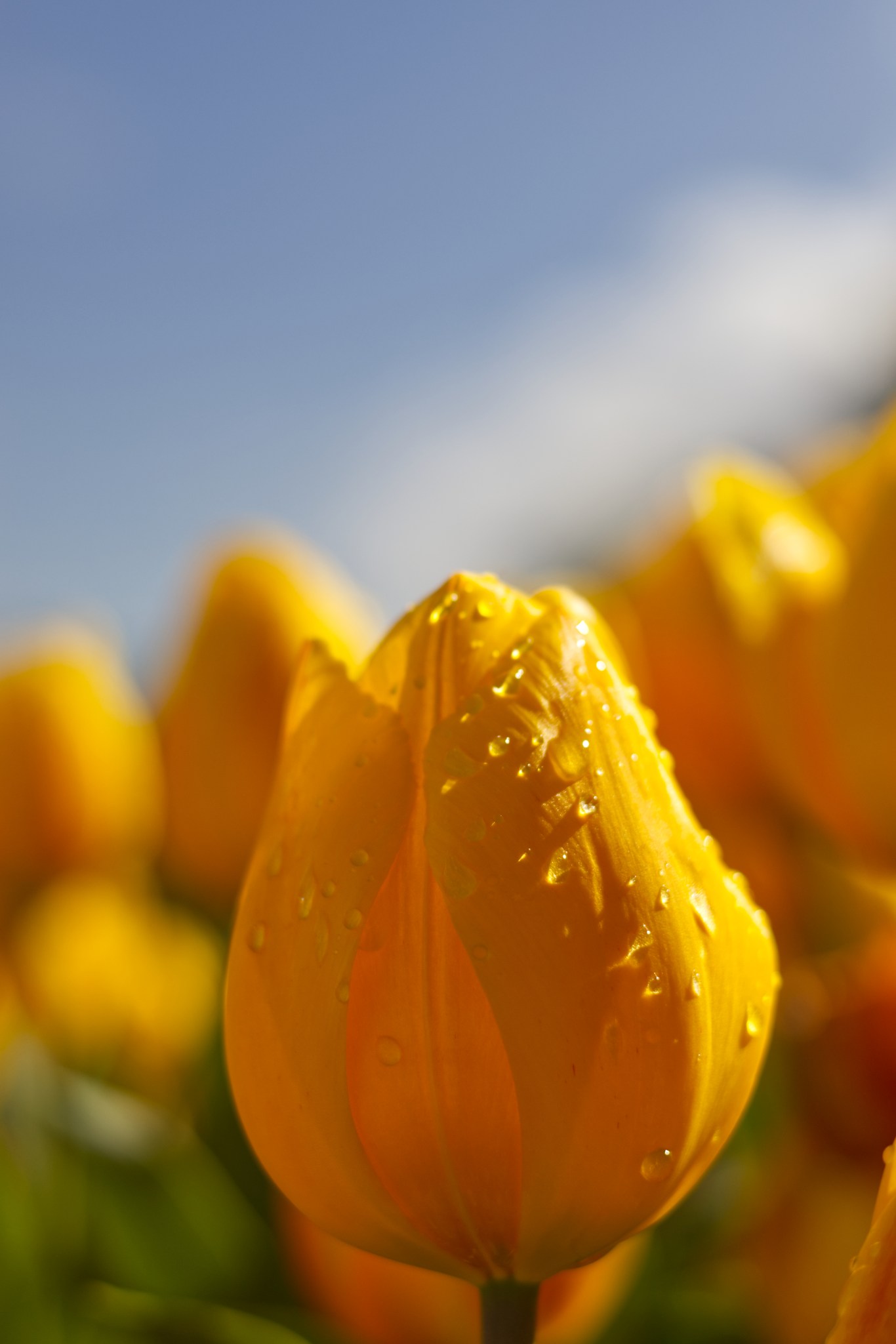 Tulleys Tulip Garden Warwickshire: A Complete Visitor’s Guide for 2025 ...