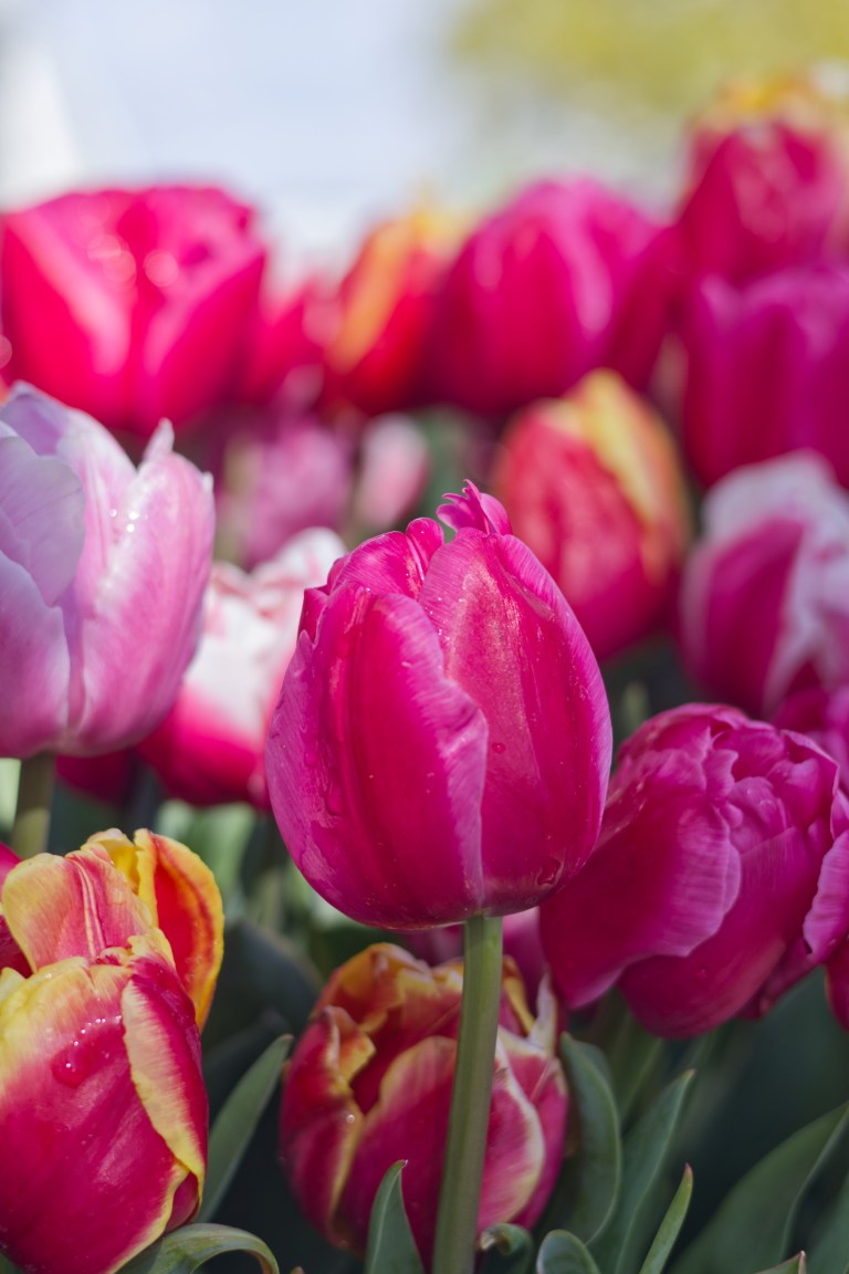 Tulleys Tulip Garden Warwickshire: A Complete Visitor’s Guide for 2025 ...